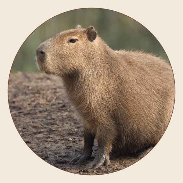 Capybara | Zoo du Bassin d'Arcachon