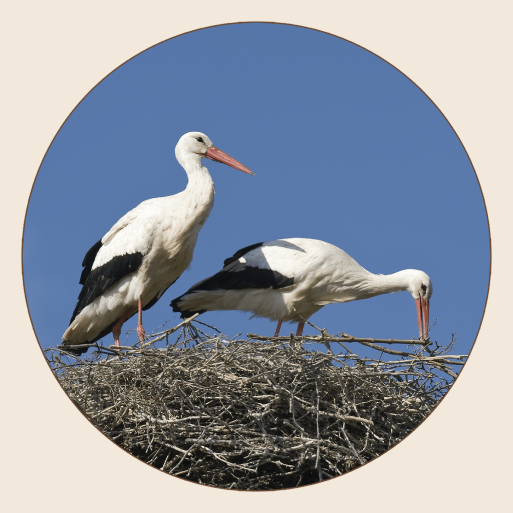Cigogne blanche | Zoo du Bassin d'Arcachon