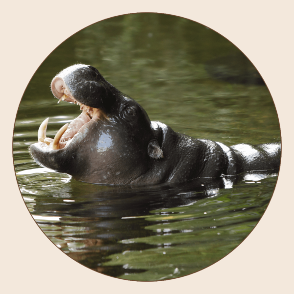 Hippopotame nain | Zoo du Bassin d'Arcachon