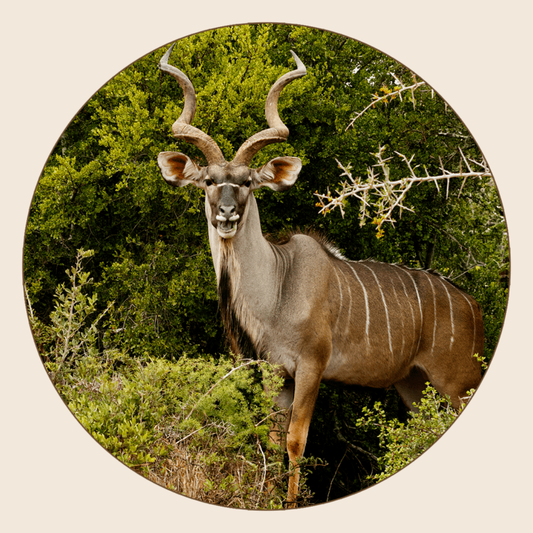 Grand koudou | Zoo du Bassin d'Arcachon