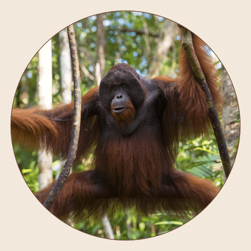 Orang-outan de Bornéo | Zoo du Bassin d'Arcachon