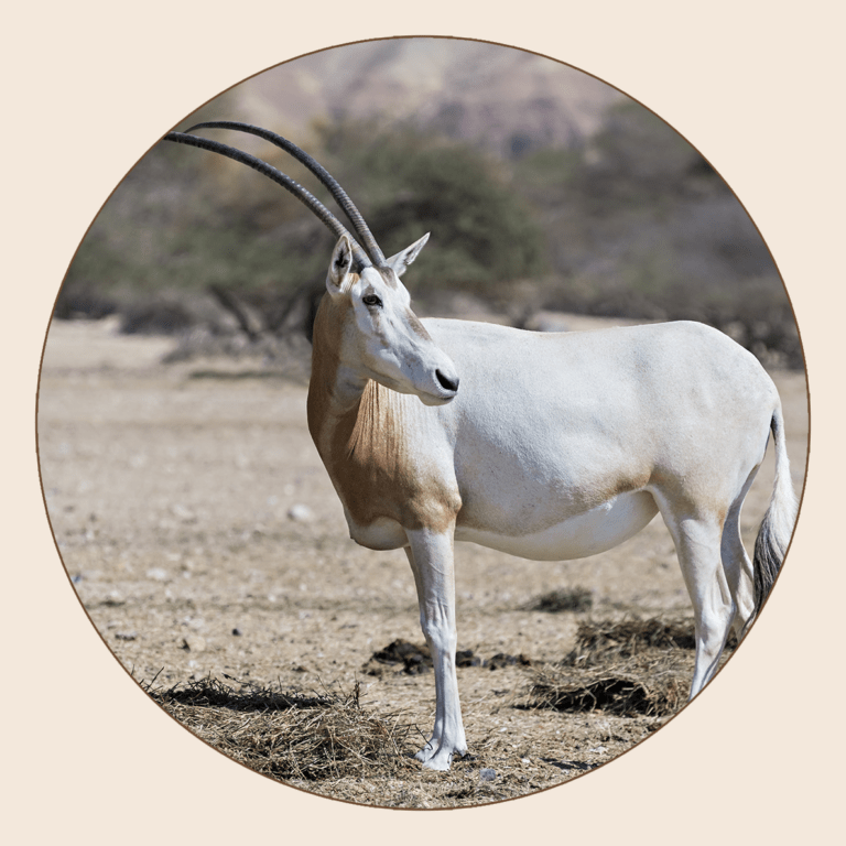 Oryx algazelle | Zoo du Bassin d'Arcachon