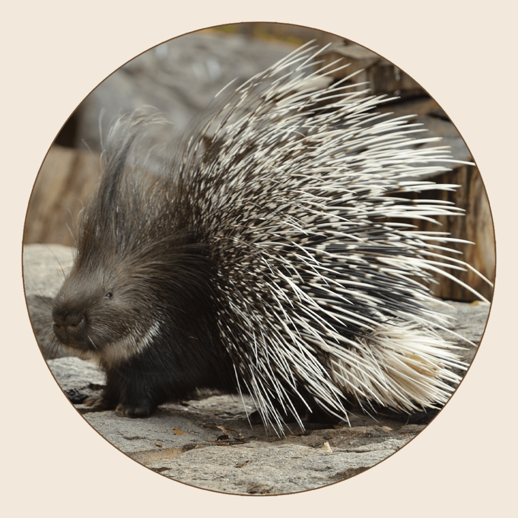 Porc-épic indien | Zoo du Bassin d'Arcachon