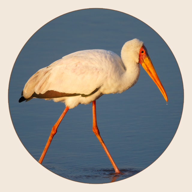 Tantale ibis | Zoo du Bassin d'Arcachon
