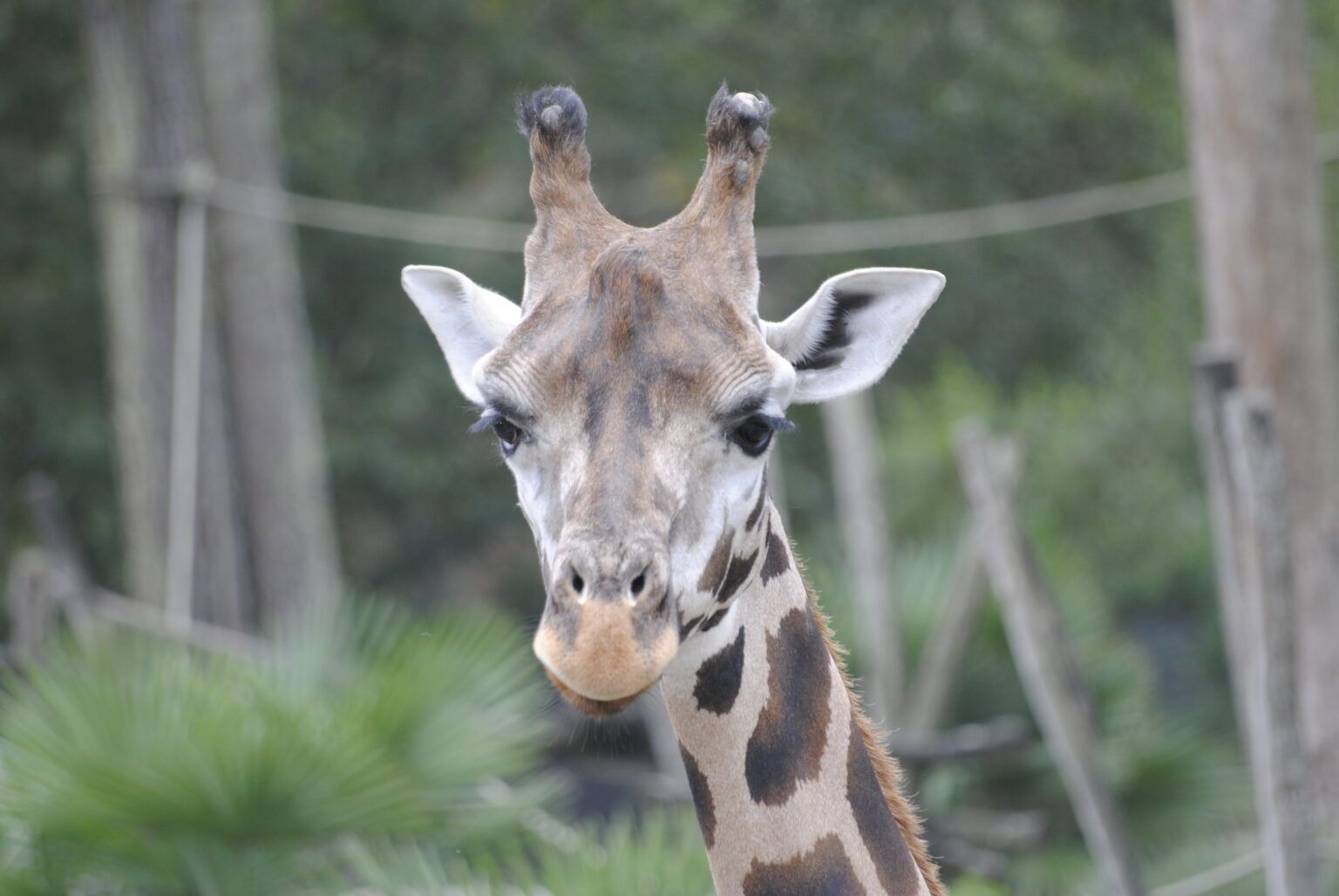 Parrainez un animal, Zoo du Bassin d'Arcachon, Aquitaine