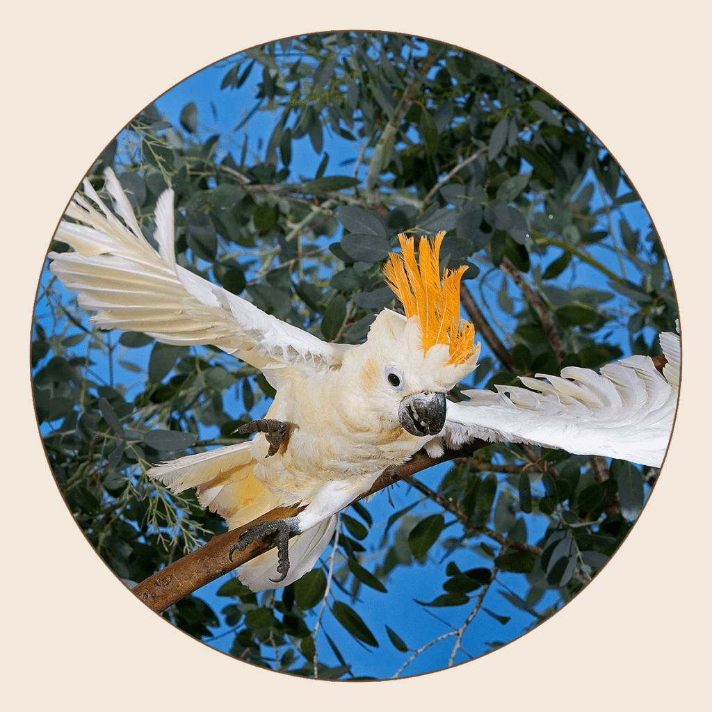 Cacatoès à huppe orange | Zoo du Bassin d'Arcachon
