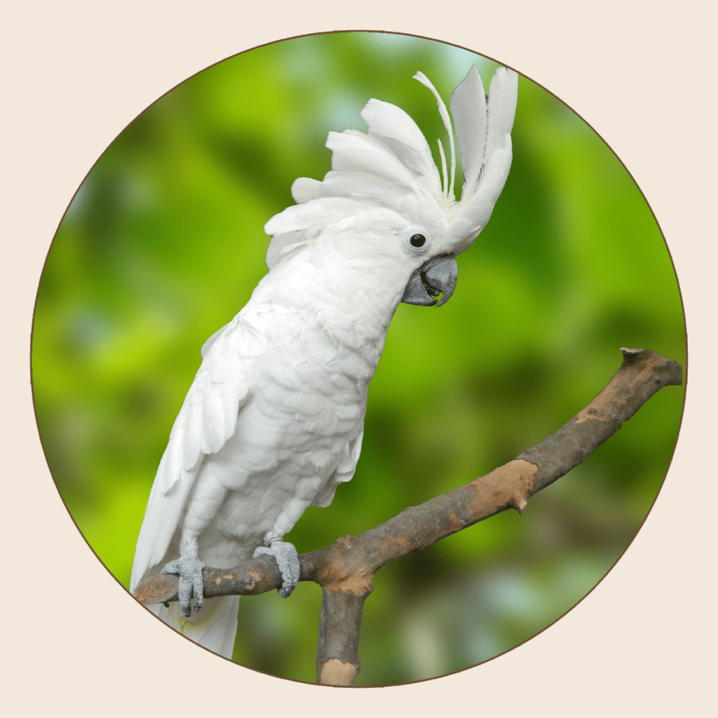 Cacatoès blanc | Zoo du Bassin d'Arcachon